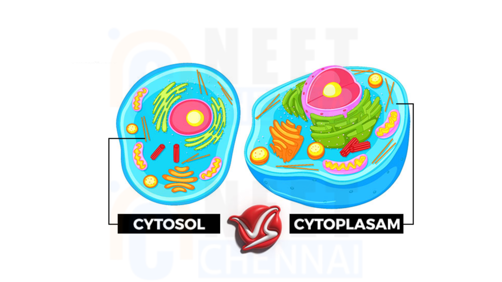 Differences Between Cytoplasm And Cytosol - Neet Chennai
