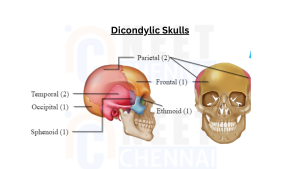 Difference Between Dicondylic and Monocondylic Skull - Neet Chennai