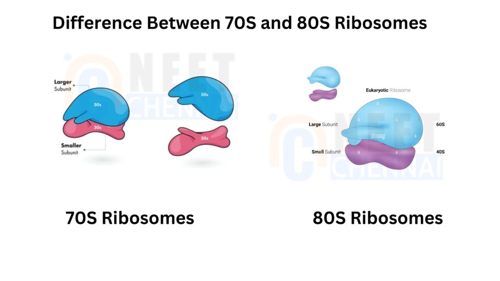 Difference Between 70S and 80S Ribosomes - Neet Chennai