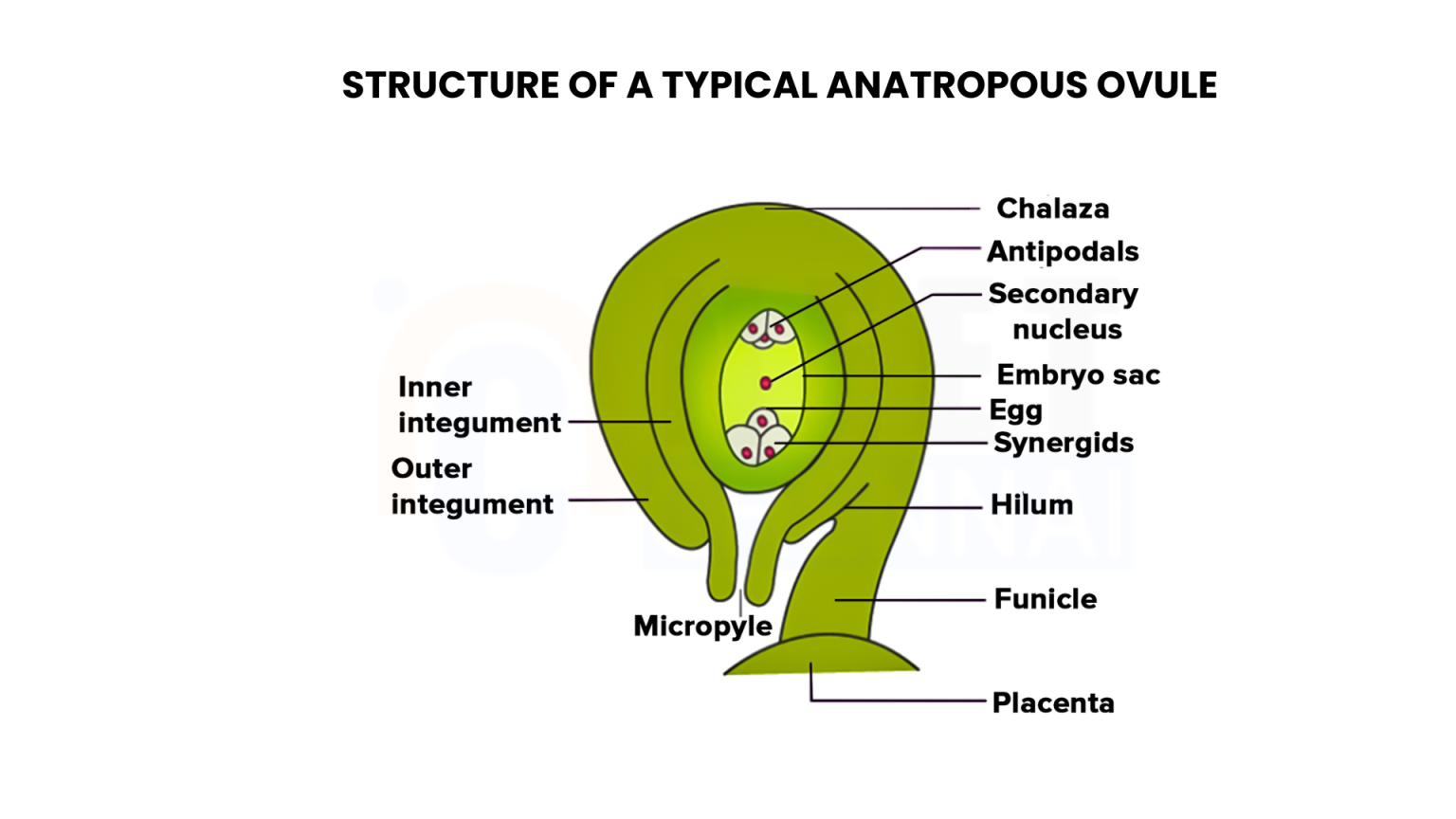 Labeled Diagram of an Anatropous Ovule (NEET Biology) - Neet Chennai