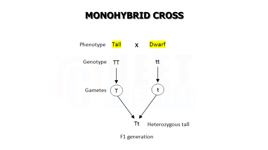 Mendel's Monohybrid Cross with Example (NEET Biology) - Neet Chennai