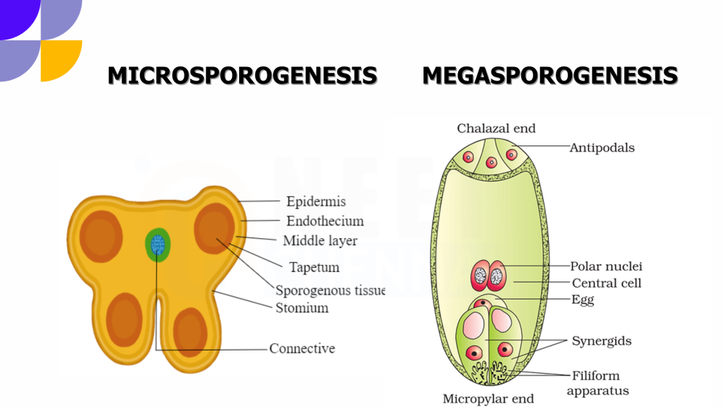 Microsporogenesis vs. Megasporogenesis (NEET Biology) - Neet Chennai