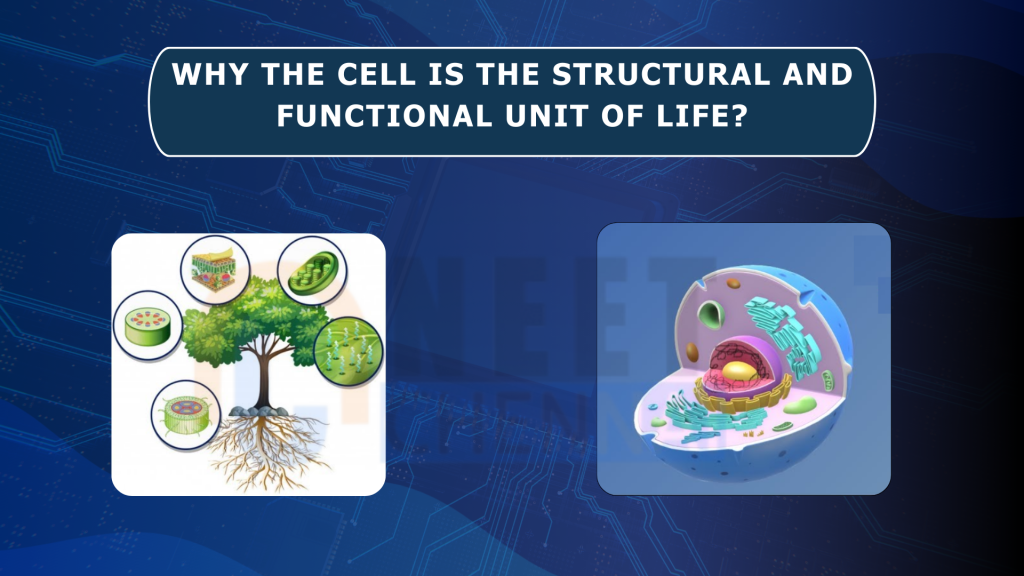 Why is the cell called the structural and functional unit of life ...