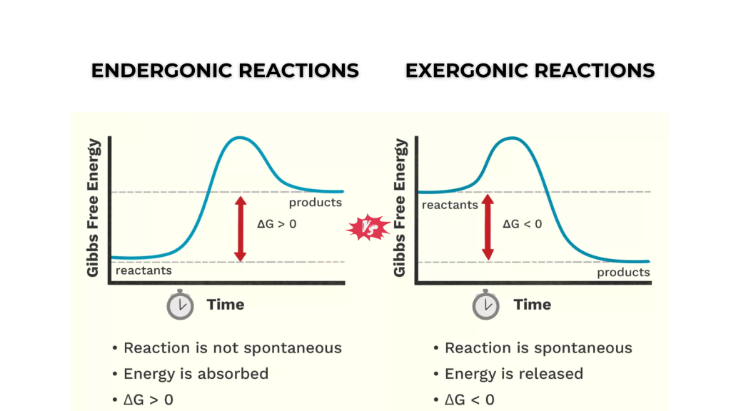 Differences Between Exergonic and Endergonic Reactions (NEET Biology ...